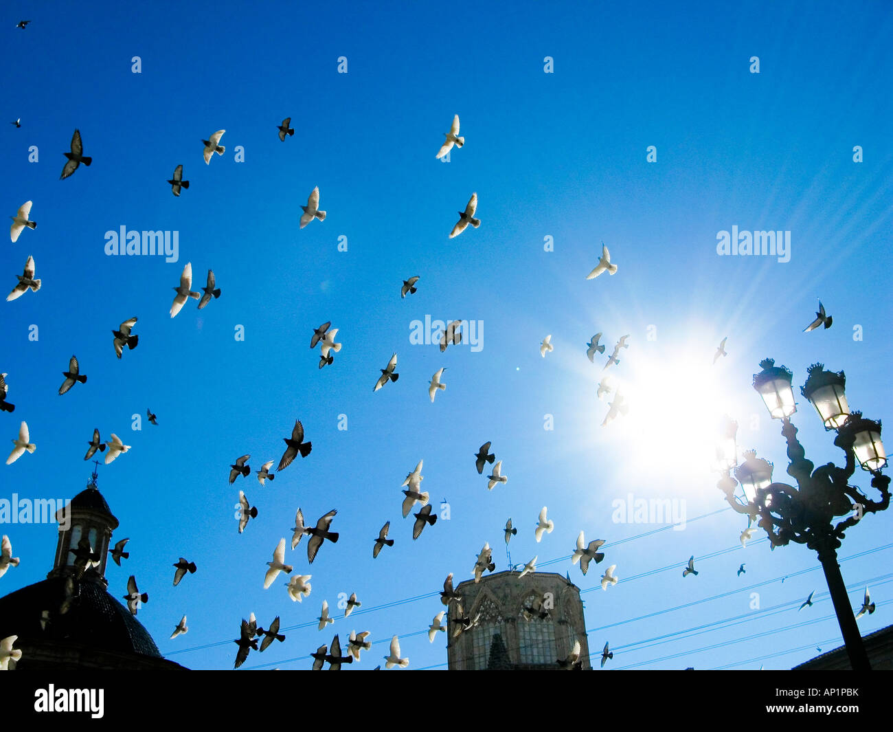 Pigeons and birds flying over Plaza de la Virgen, Valencia Stock Photo ...