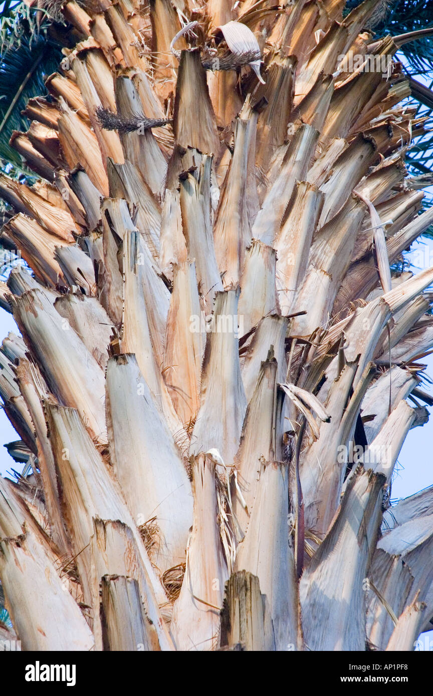 Attractive texture and shape of palm trunk at Kitchener Botanic Garden ...