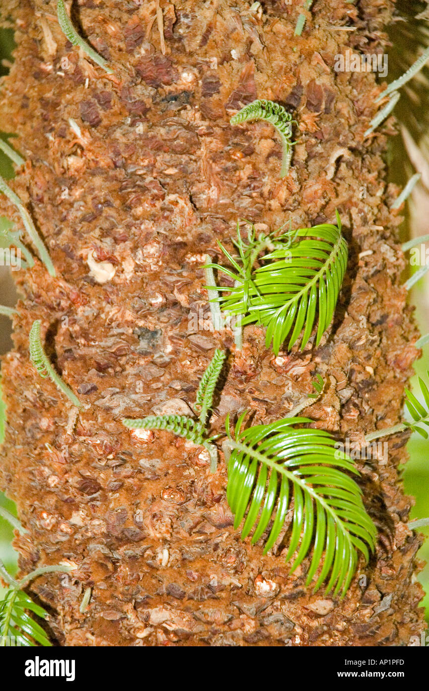 Attractive texture and shape of palm trunk at Kitchener Botanic Garden ...