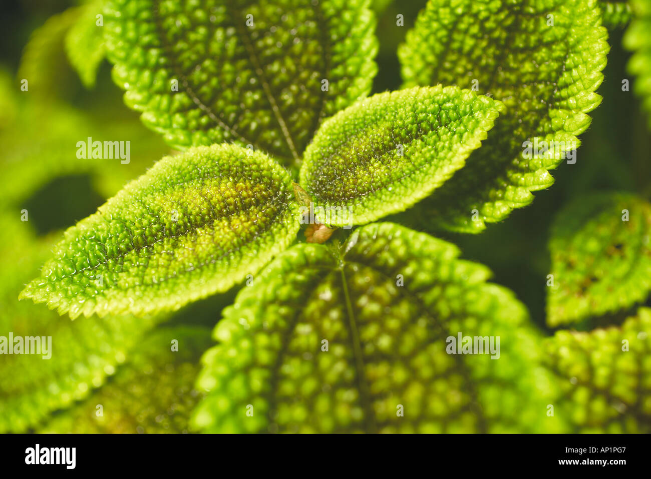 Bullate foliage hi-res stock photography and images - Alamy