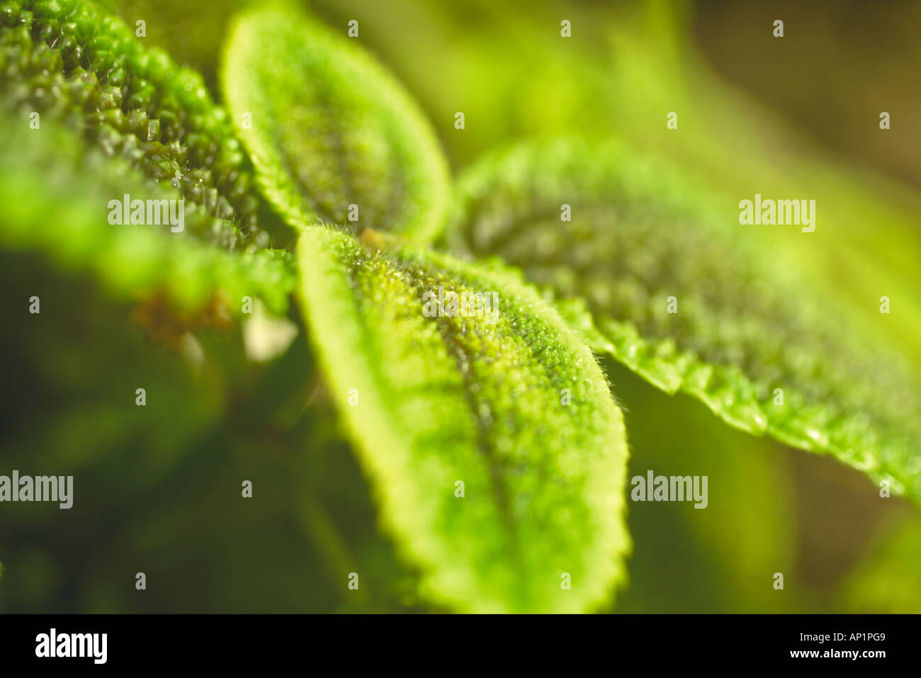 Bullate leaves hi-res stock photography and images - Alamy