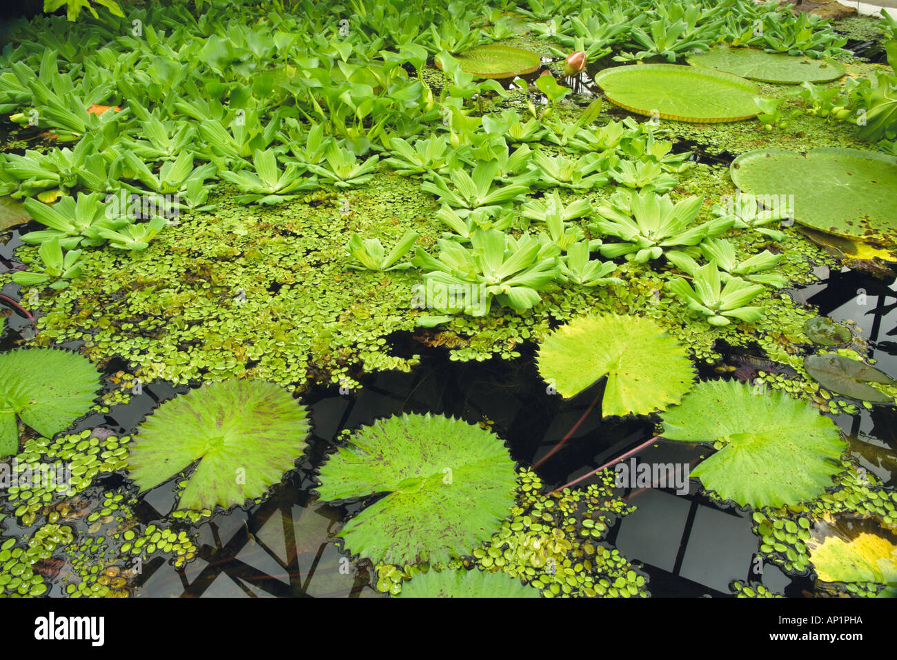 Radial Notch Stock Photos & Radial Notch Stock Images - Alamy