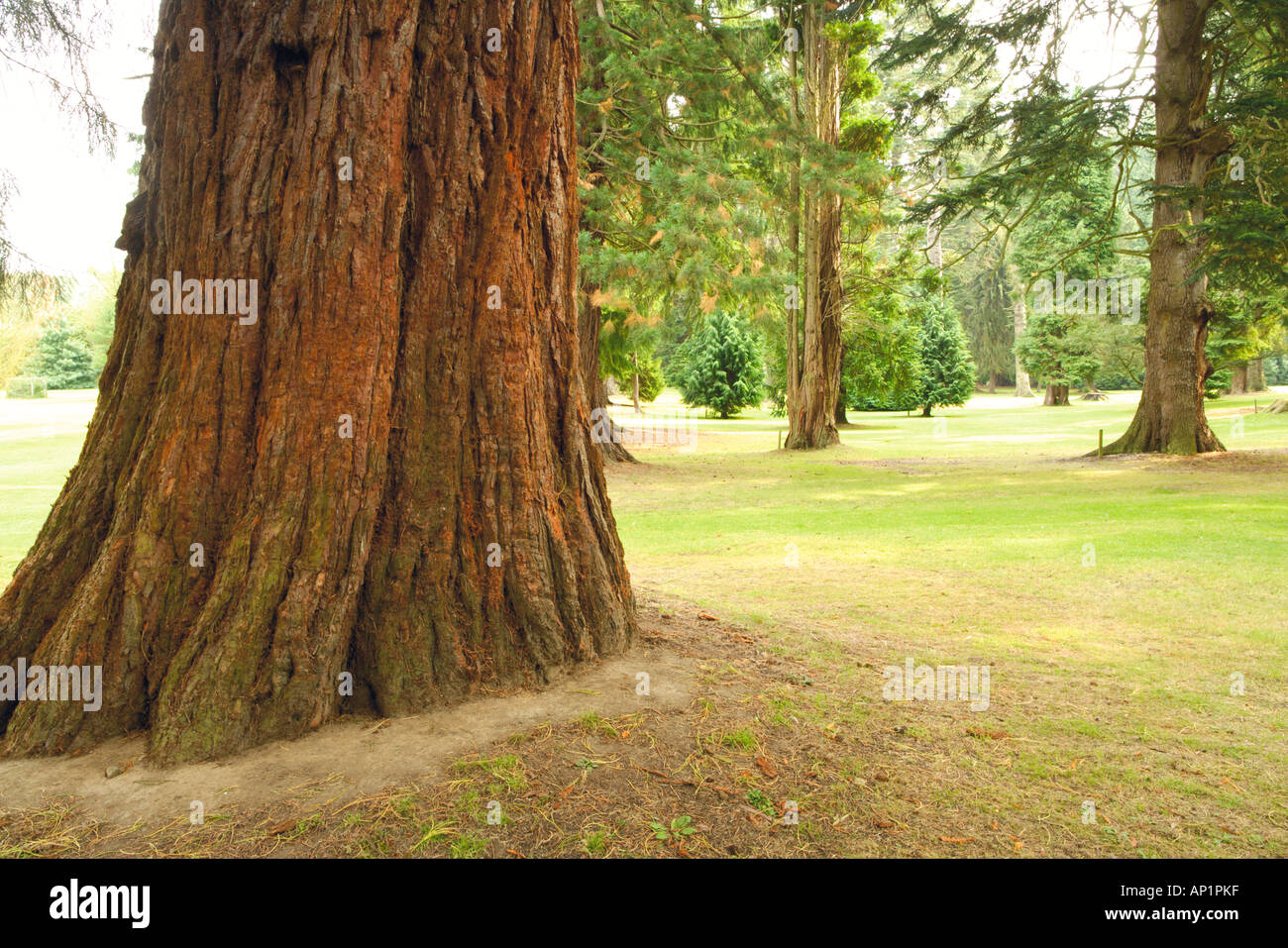 Giant Redwood Tree In The Nineteenth Century Pinetum At Scone Palace ...
