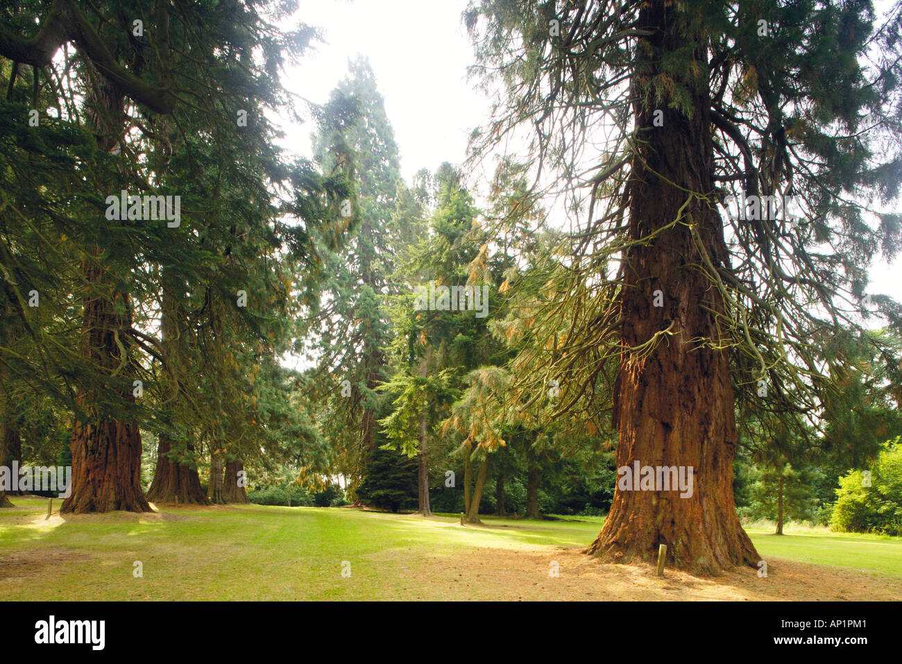 Giant Redwood Trees In The Nineteenth Century Pinetum At Scone Palace ...