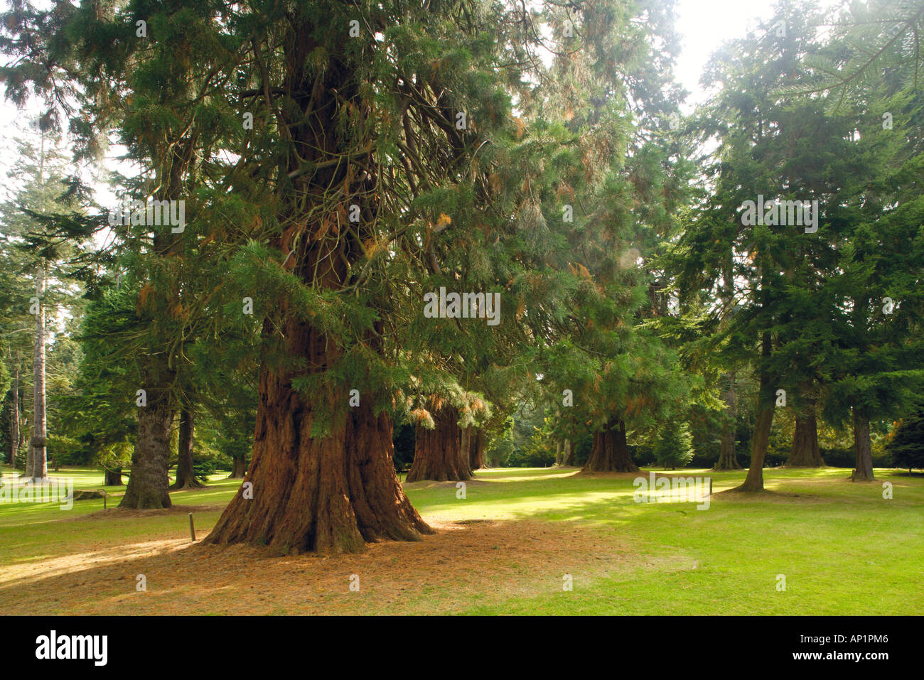 Giant Redwood Tree In The Nineteenth Century Pinetum At Scone Palace ...