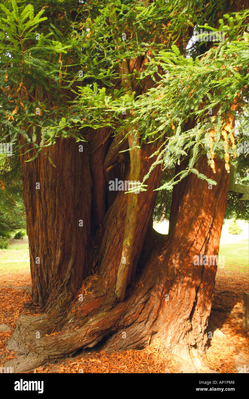 Close Up Giant Redwood Tree In The Nineteenth Century Pinetum At Scone ...