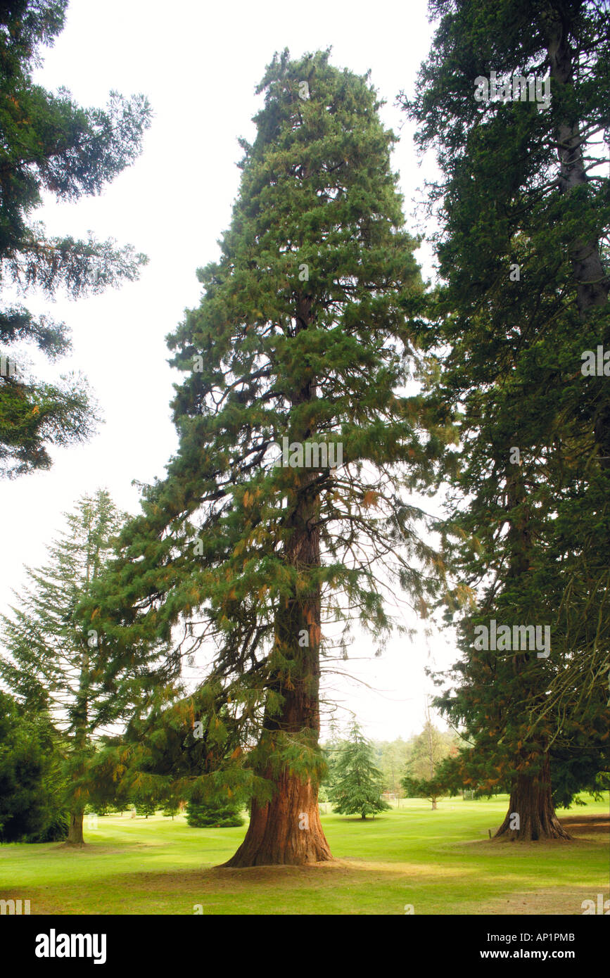 Giant Redwood Tree In The Nineteenth Century Pinetum At Scone Palace ...
