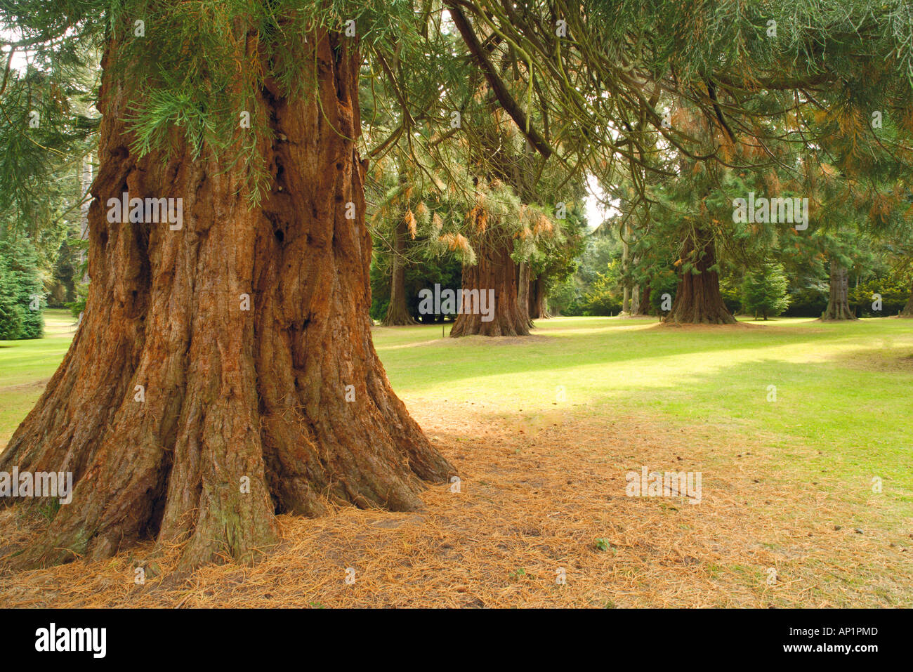 Giant Redwood Trees In The Nineteenth Century Pinetum At Scone Palace ...