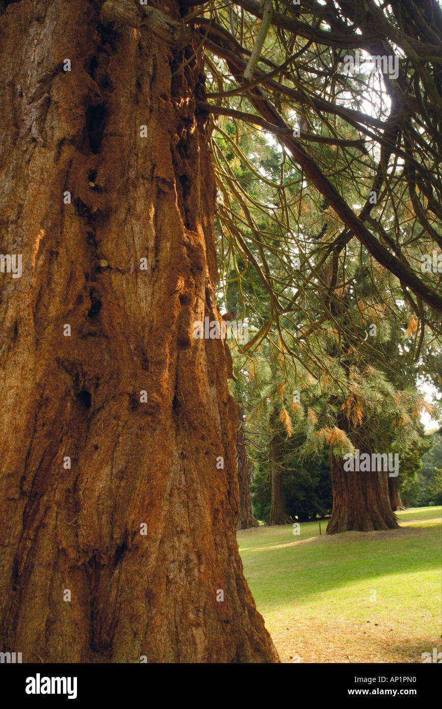 Giant Redwood Tree In The Nineteenth Century Pinetum At Scone Palace ...