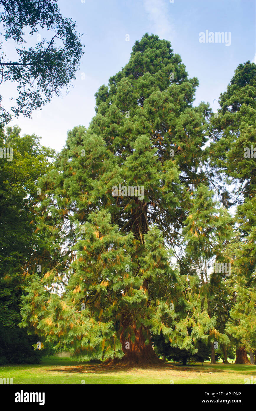 Giant Redwood Tree In The Nineteenth Century Pinetum At Scone Palace ...