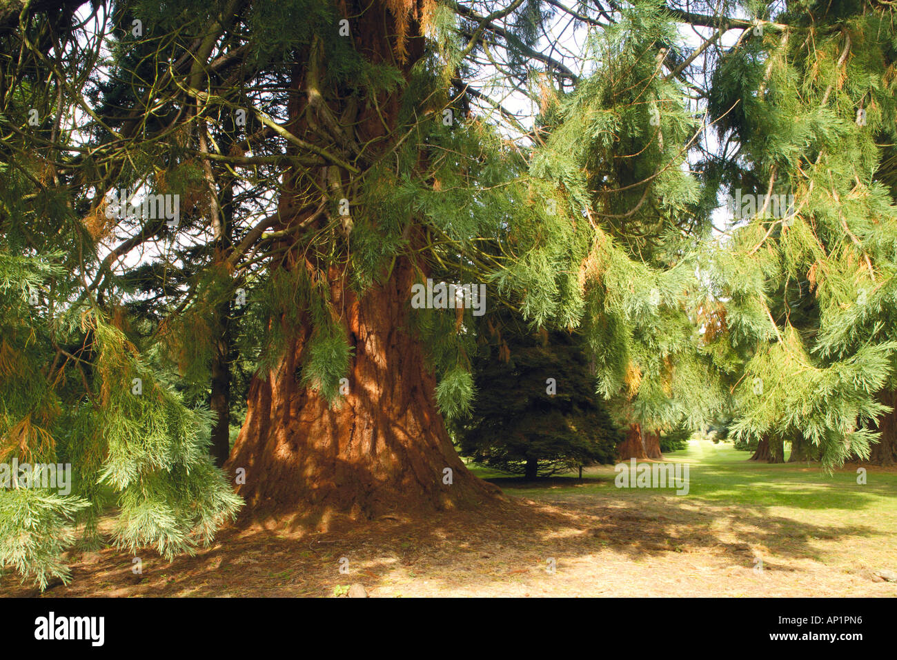 Red sierra estate hi-res stock photography and images - Alamy