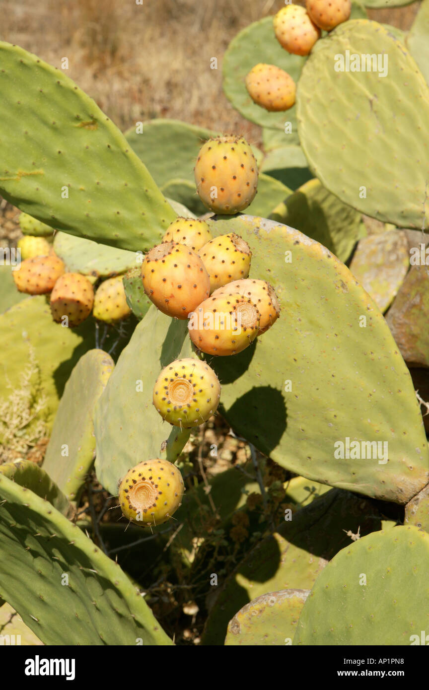opuntia ficus indica, cactus, cactus family, prickly pears, Almeria ...