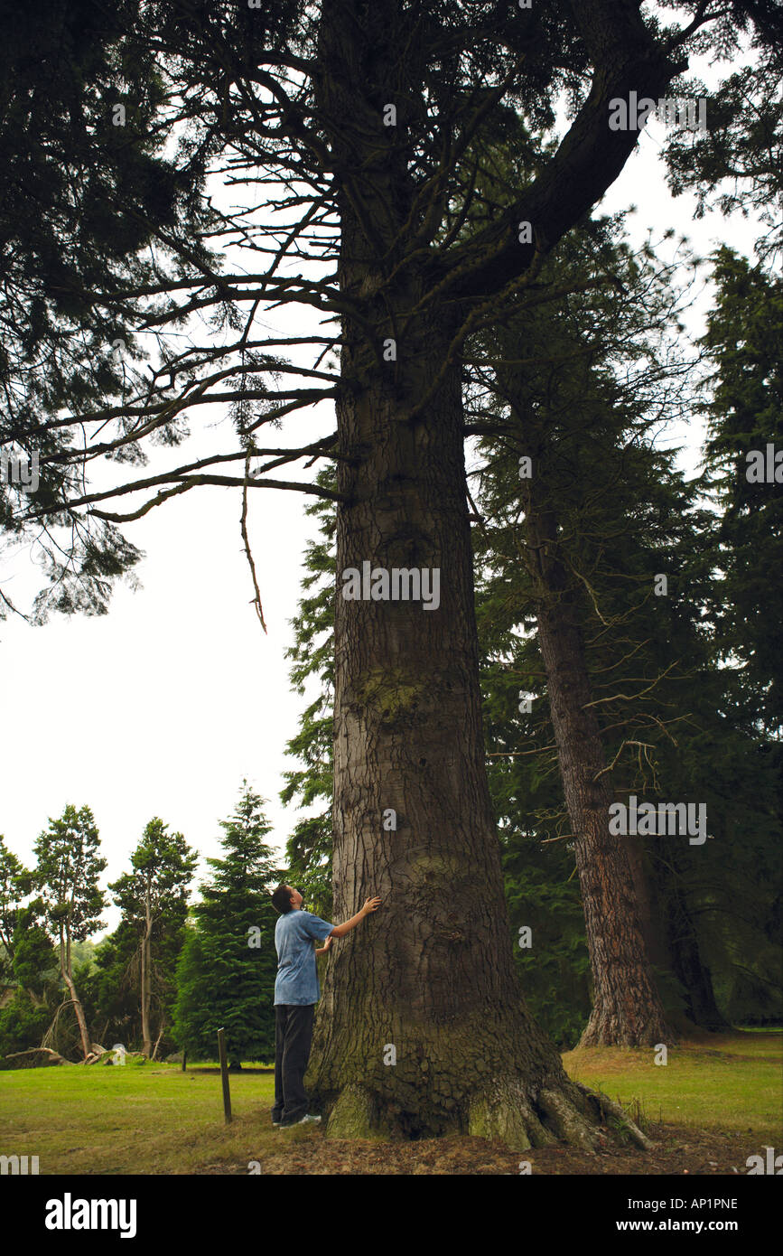 Young Boy Looking Up At A Giant Fir Tree In The Nineteenth Century ...