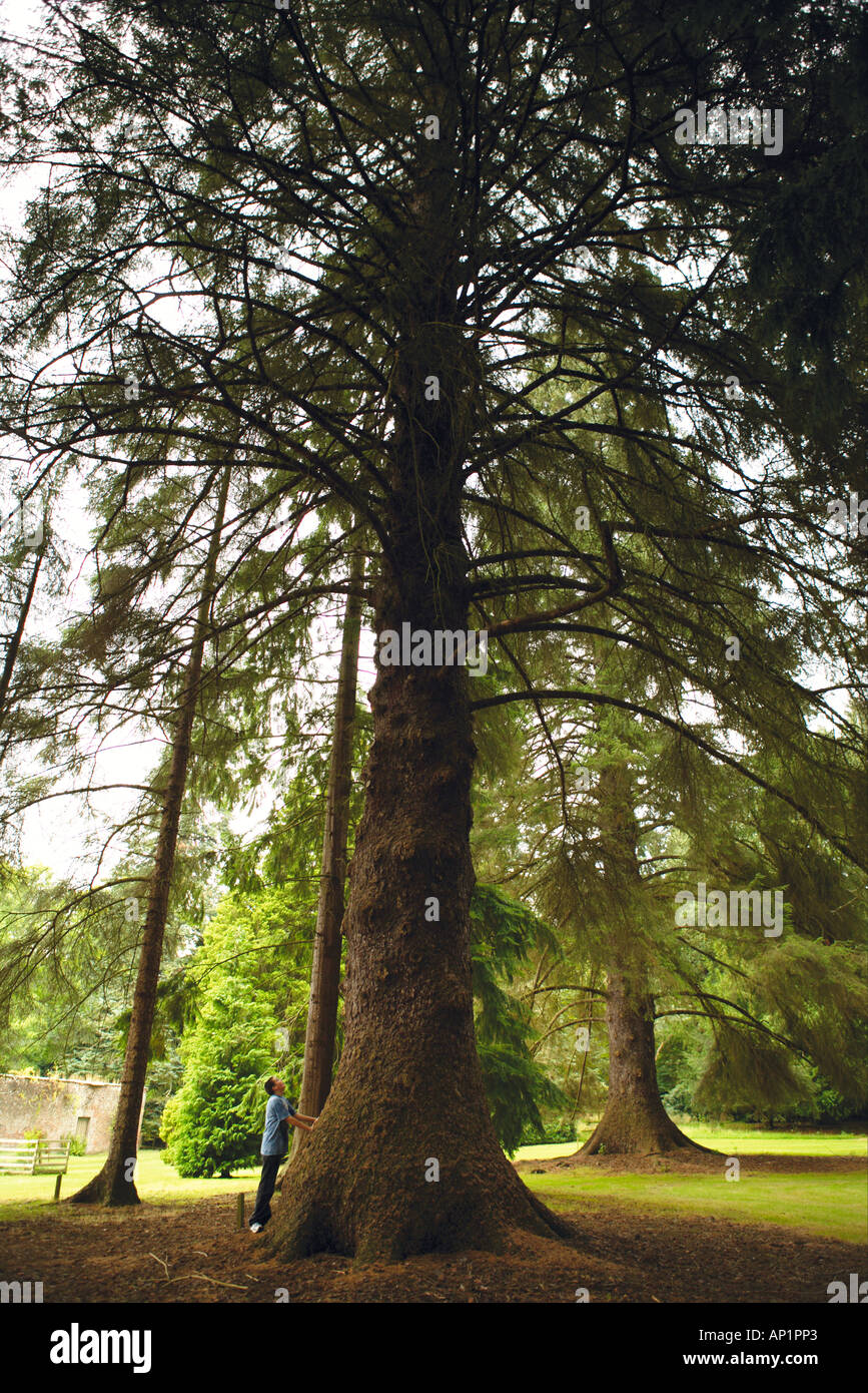 Boy Looking Up At Giant Sitka Spruce Tree In The Nineteenth Century ...