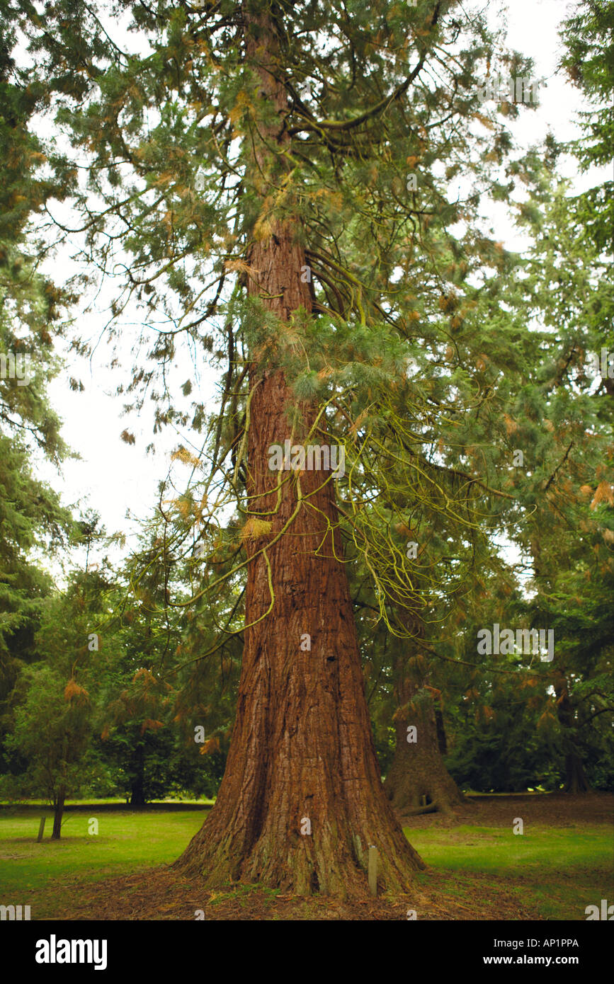 Giant Redwood Tree In The Nineteenth Century Pinetum At Scone Palace ...