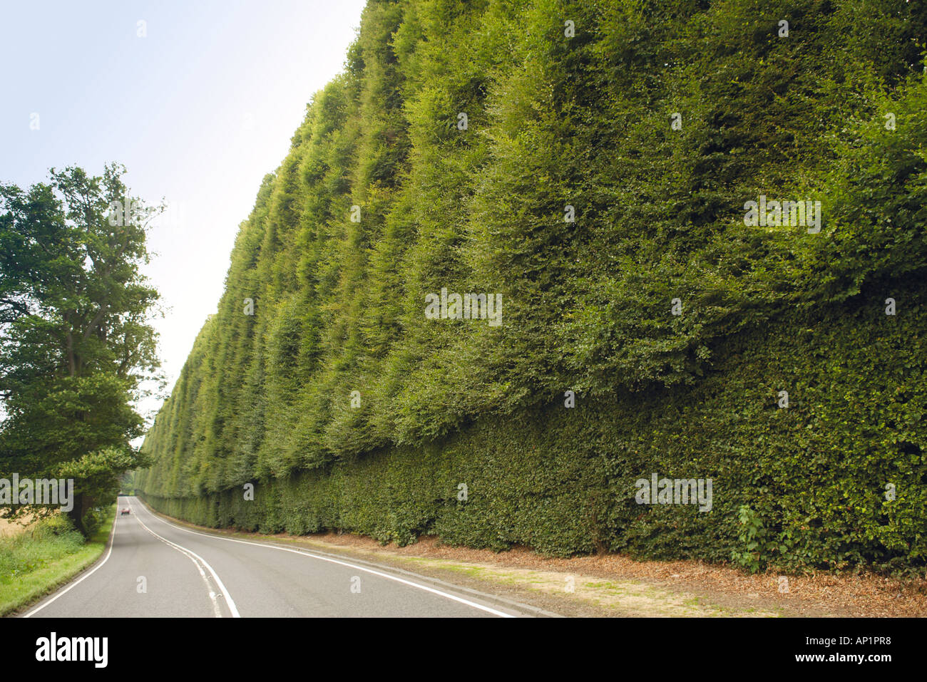 Meikleour hedge hi-res stock photography and images - Alamy