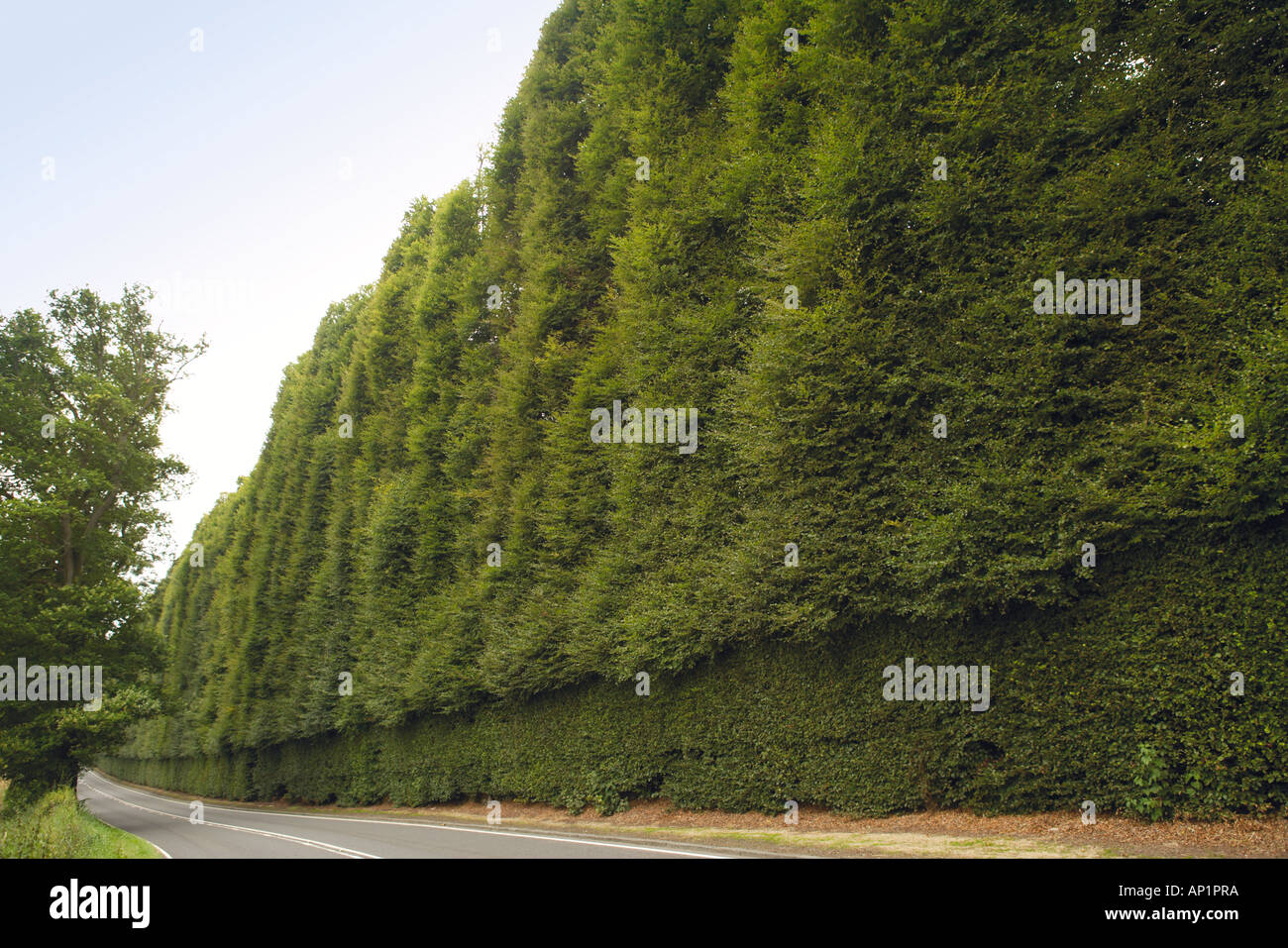 Meikleour Beech Hedge Highest Hedge In The World Perthshire Scotland UK ...