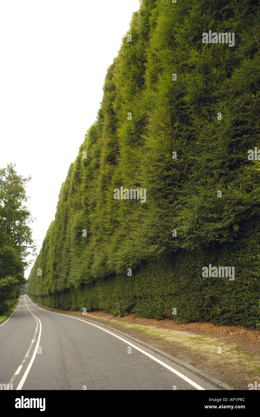 Meikleour Beech Hedge Tallest Hedge In The World Perthshire Scotland UK ...
