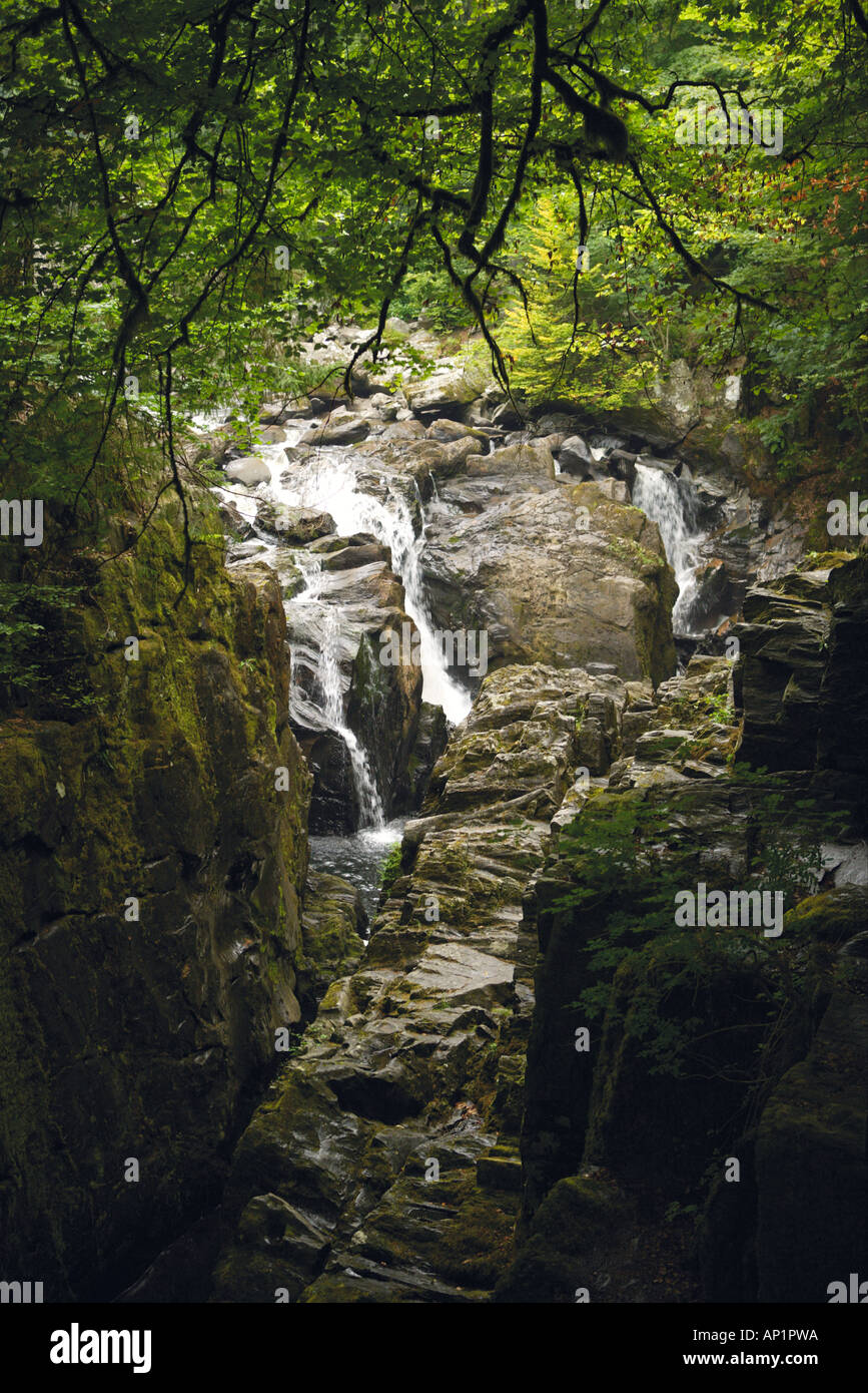Waterfall River Braan And Ancient Woodland At The Hermitage Dunkeld ...