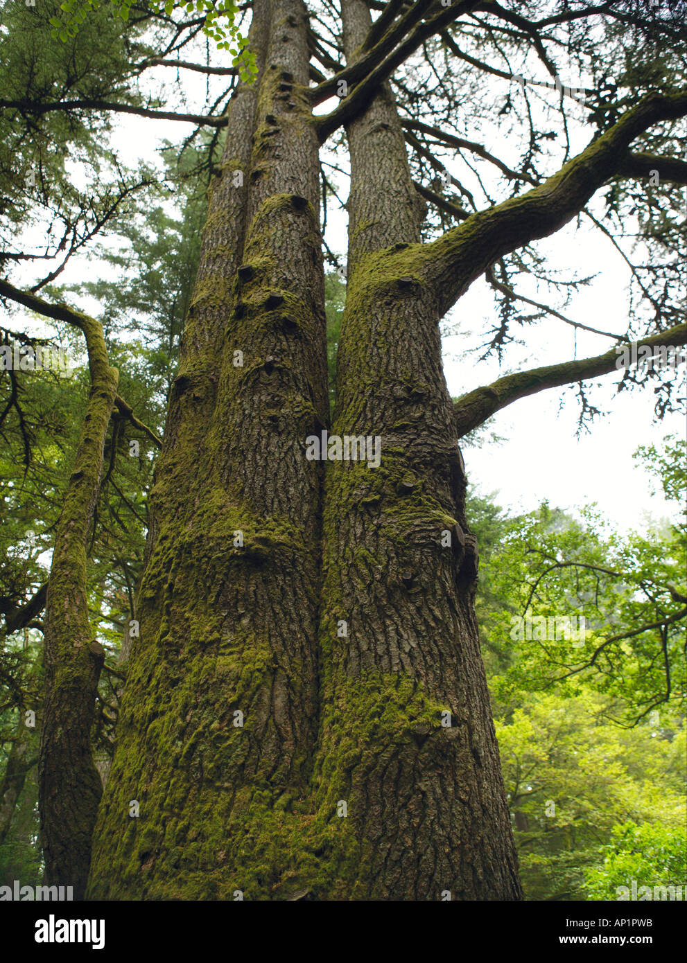 Douglas Fir Uk Stock Photos & Douglas Fir Uk Stock Images - Alamy
