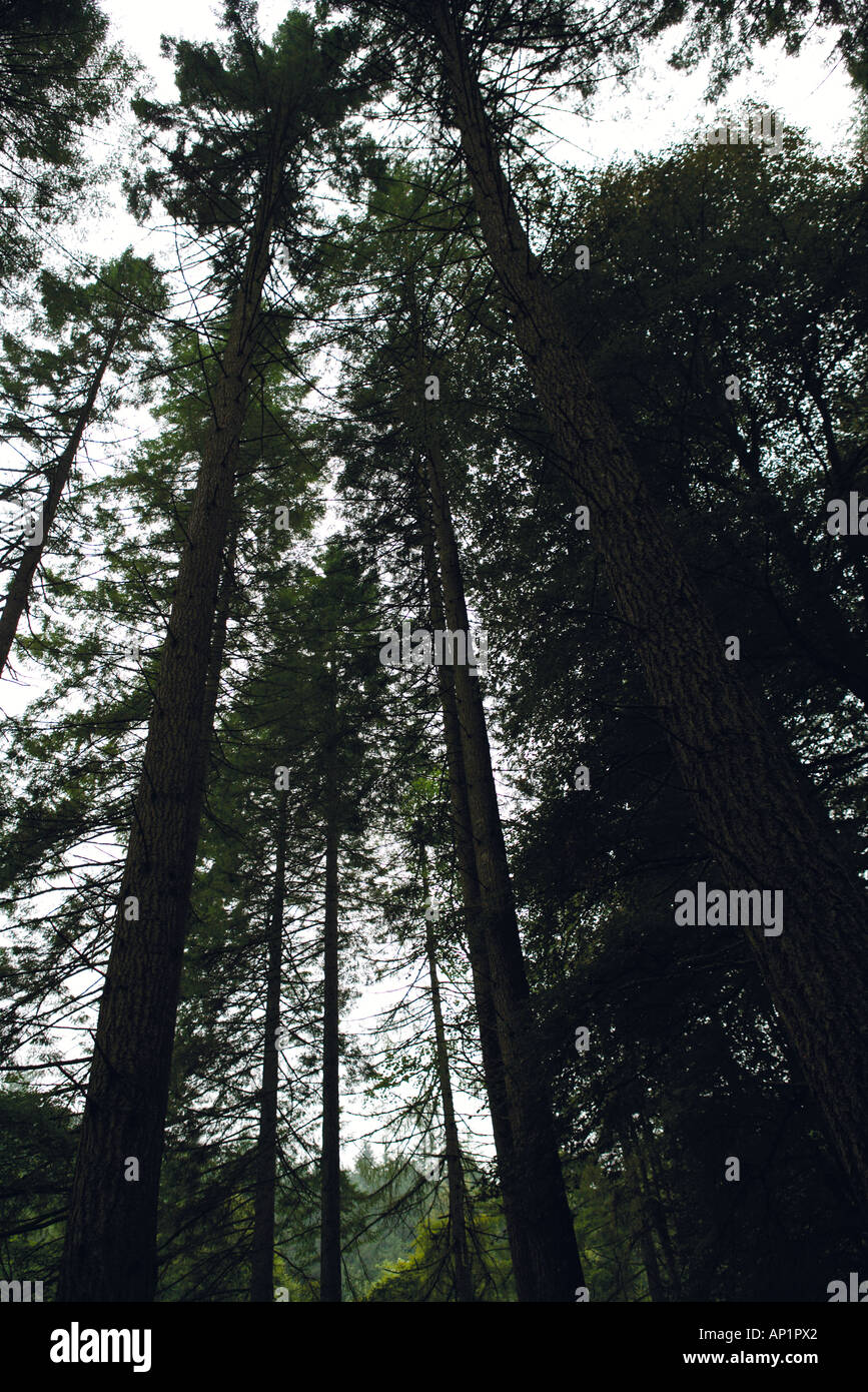 Douglas fir trees hermitage dunkeld hi-res stock photography and images ...