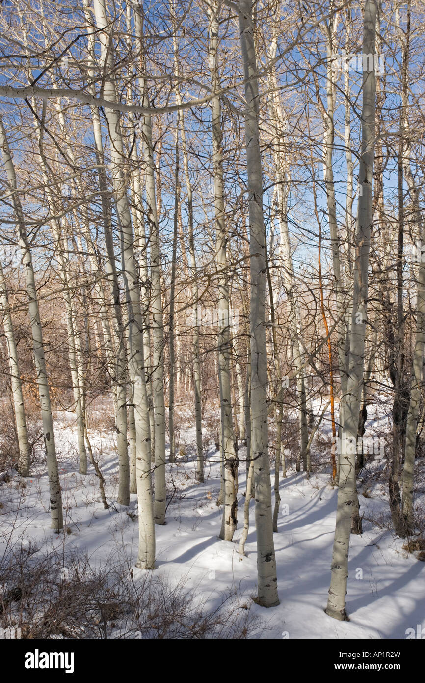Aspen Forest, Populus tremuloides in winter at 2500 3000m in the Sal ...