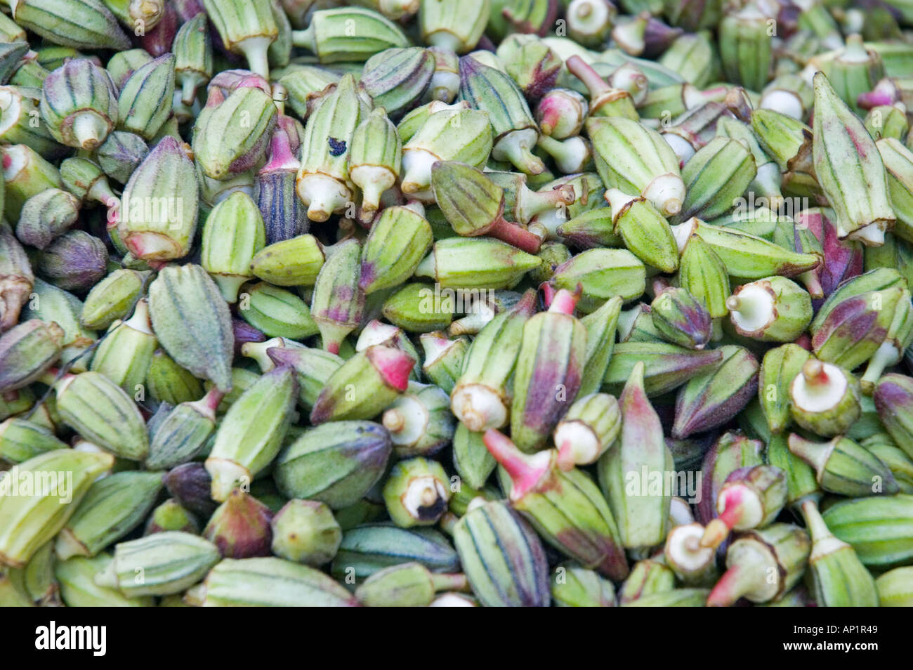 Close-up photo of young okra Abelmoschus esculentus Hibiscus for sale ...