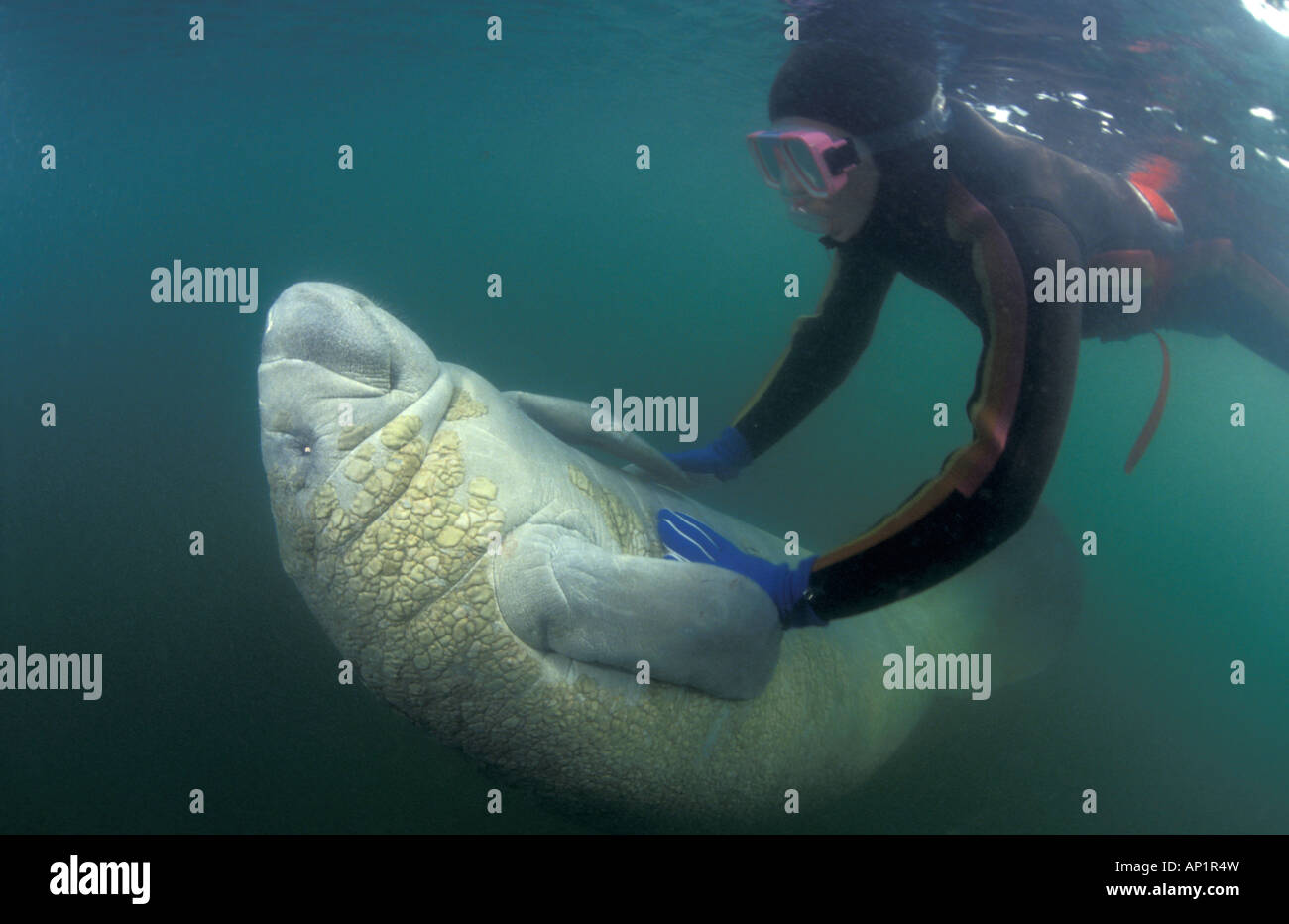 Diver petting young West Indian Manatee (Trichechus manatus latirostris ...