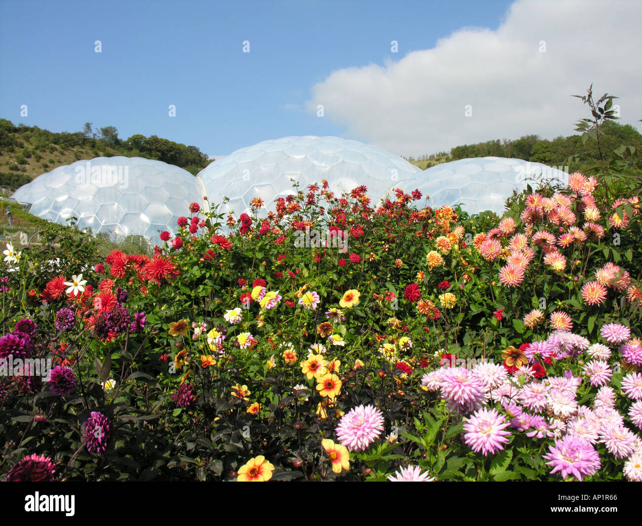 THE EDEN PROJECT BODELVA CORNWALL ENGLAND UK EUROPE Stock Photo - Alamy