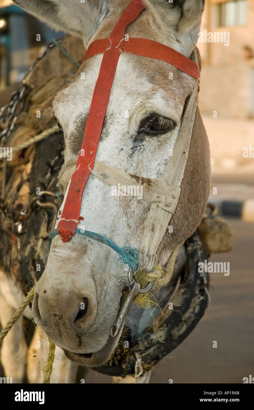 Working donkey on street, Aswan, Egypt, Middle East DSC 4321 Stock ...