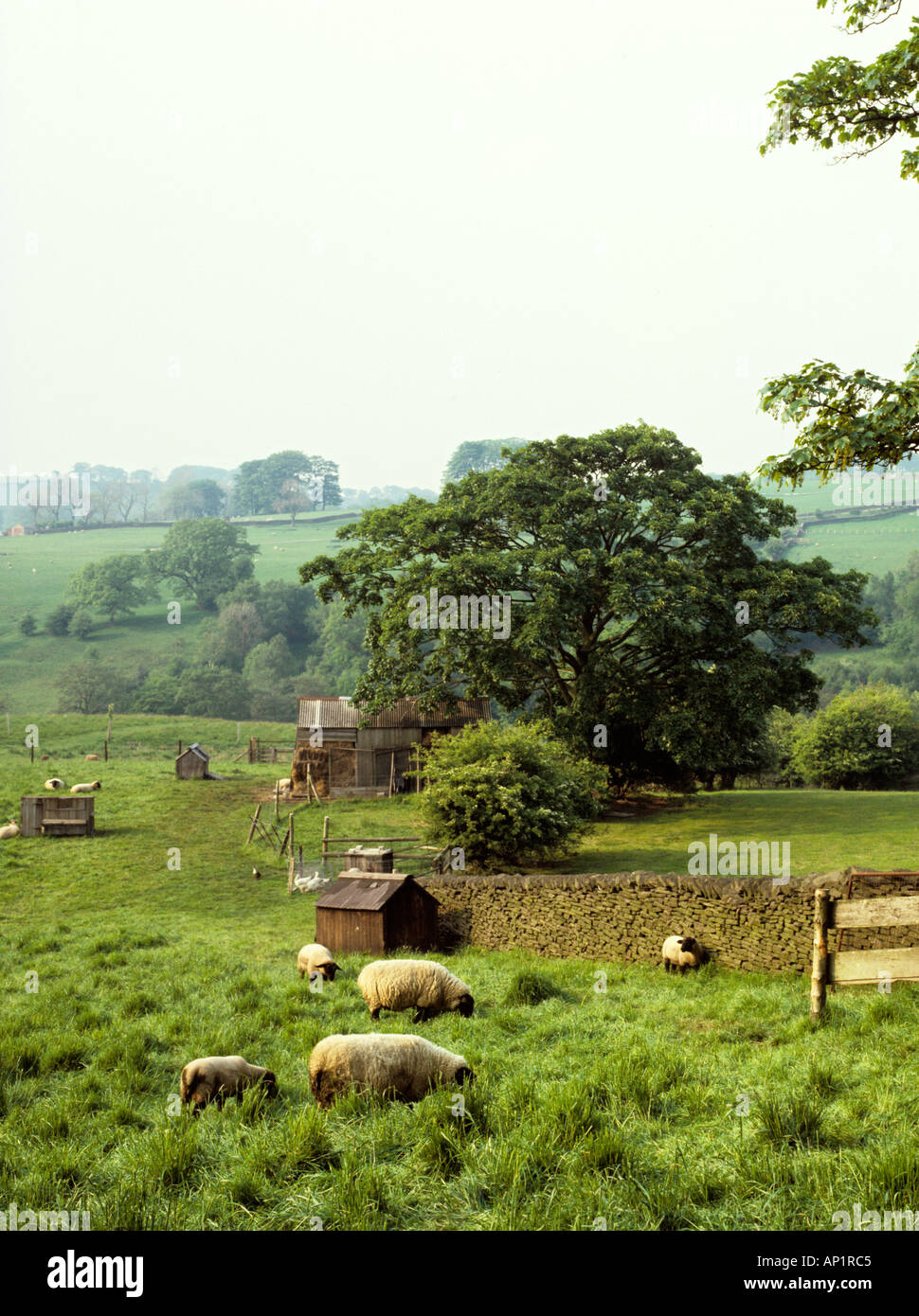 Sheep on smallholding hi-res stock photography and images - Alamy