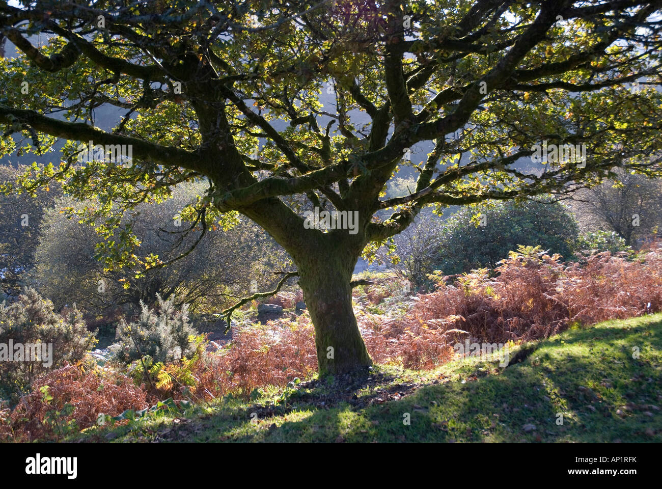 Tree and wodland in Autumn Stock Photo - Alamy