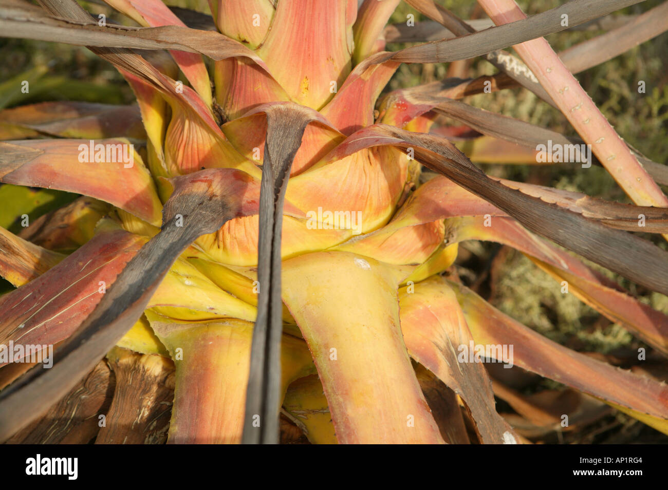 aloe vera, , Aruba, Caribbean, aloe, plant, bloom Stock Photo - Alamy
