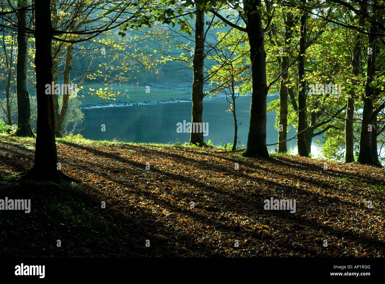 Dartmoor Trees Shadows High Resolution Stock Photography and Images - Alamy