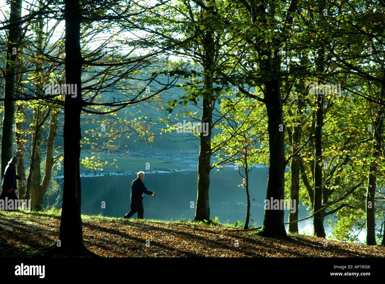 Woodland Scene High Resolution Stock Photography and Images - Alamy