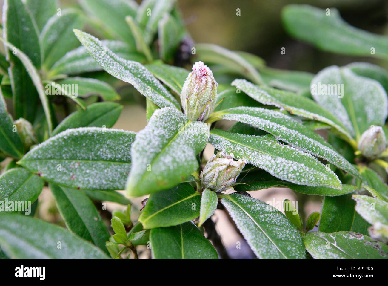 Frosted Rhododendron Leaves And Buds Stock Photo - Alamy