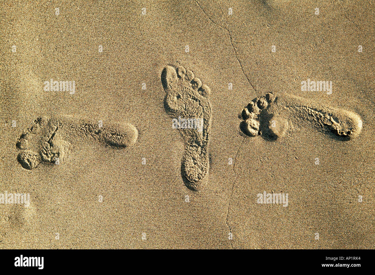 footprint, foot, footprints,earth, detail, details, mark, path ...