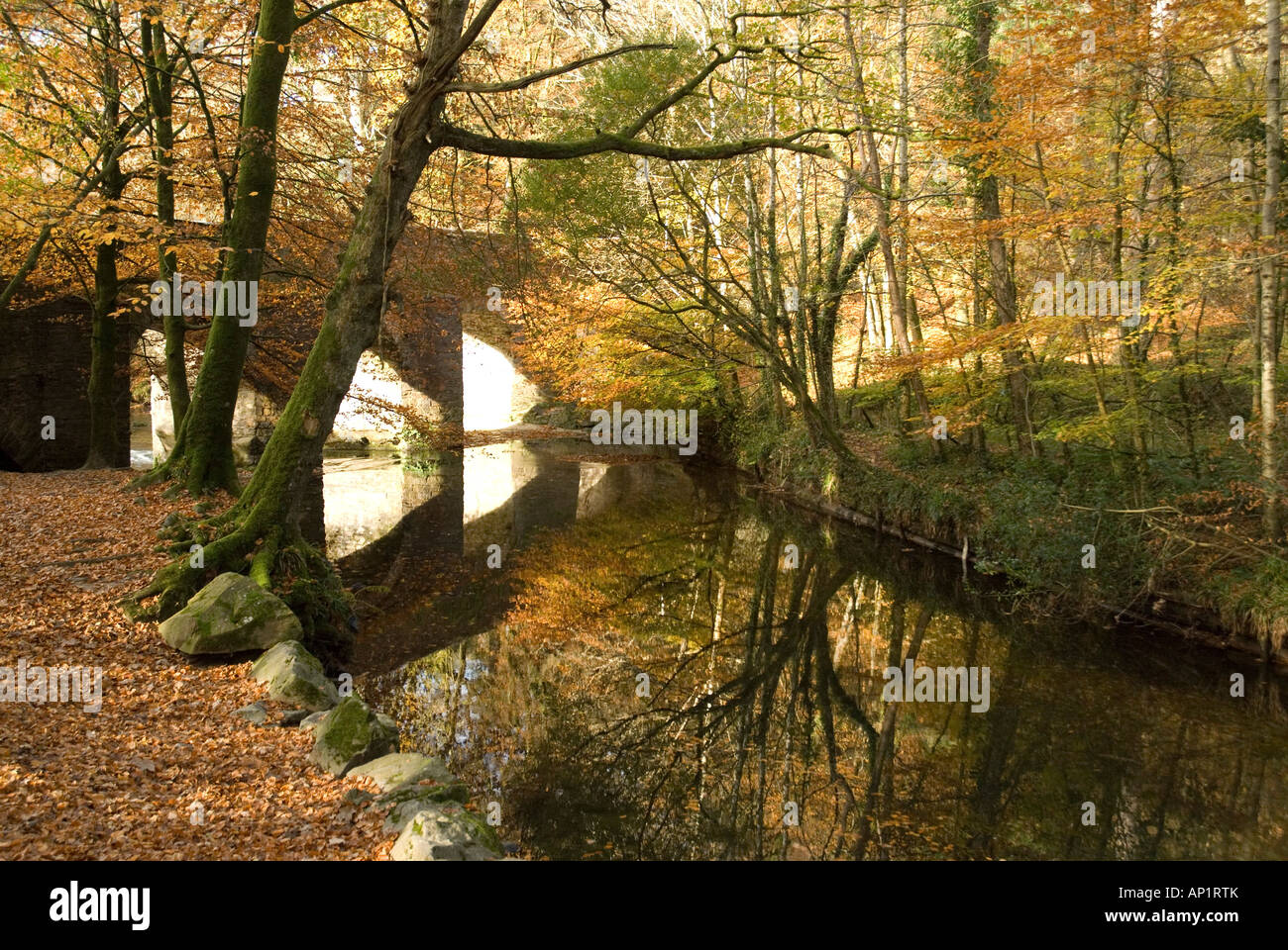 Plymbridge on the river plym hi-res stock photography and images - Alamy