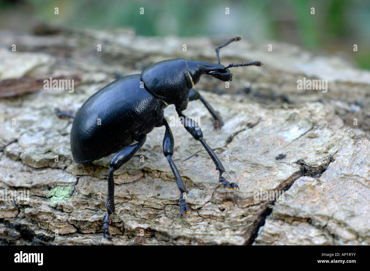 Liparus hi-res stock photography and images - Alamy