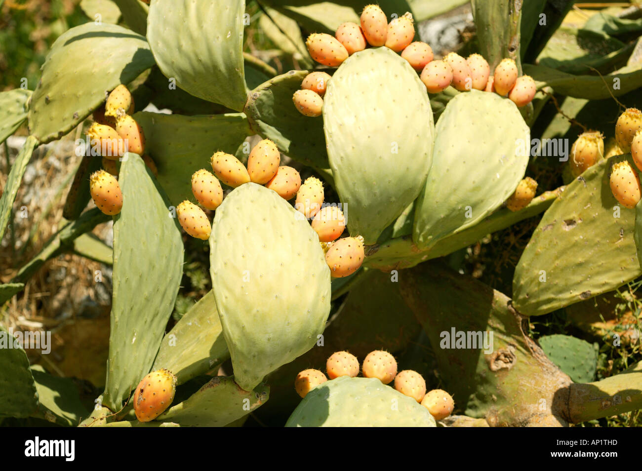 chumbera, prickly pear, Andalucia, plant, botanic, fruits, tuna, fig ...
