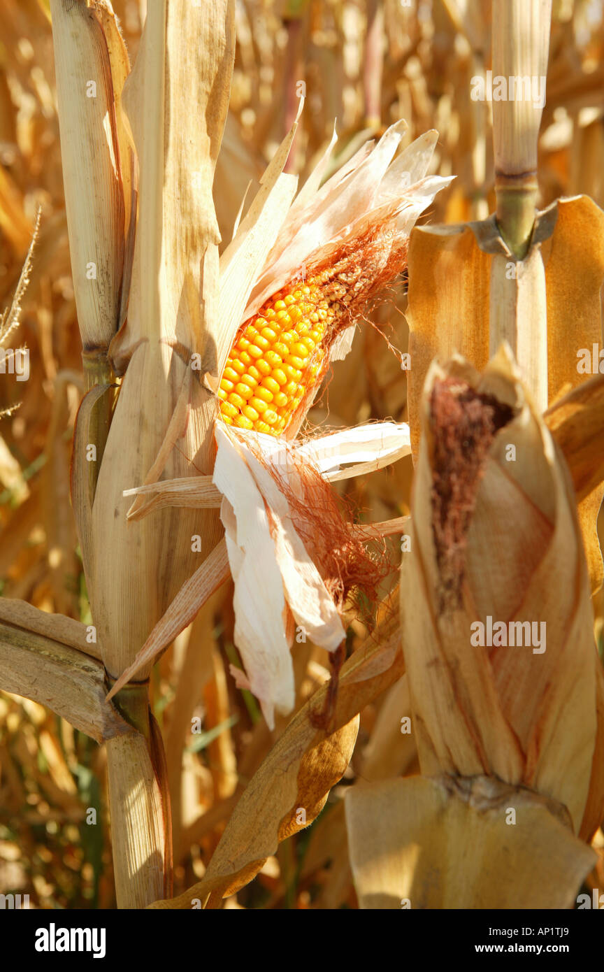 maize, cob, agriculture, detail, farm Stock Photo - Alamy