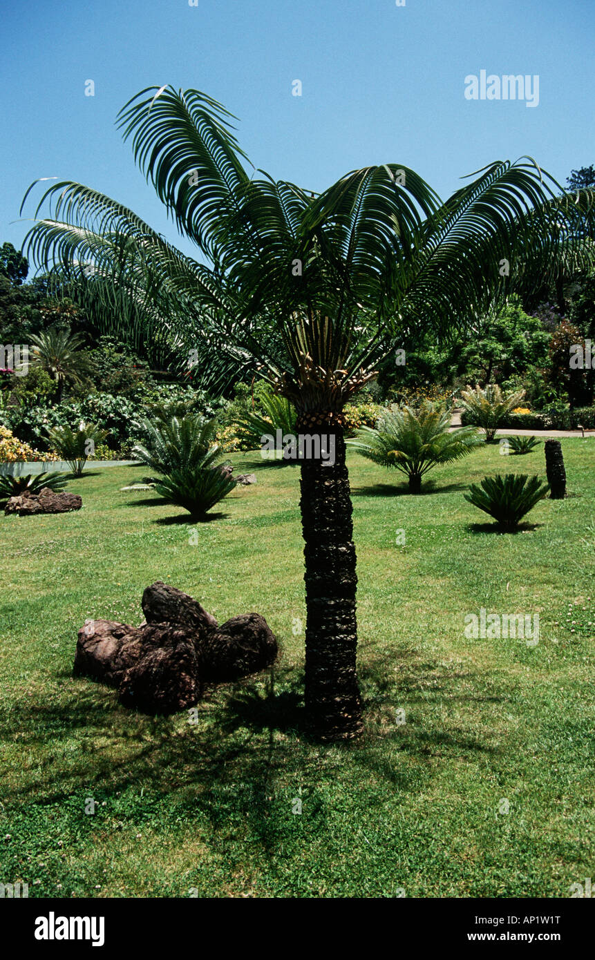 Cycad trees hi-res stock photography and images - Alamy