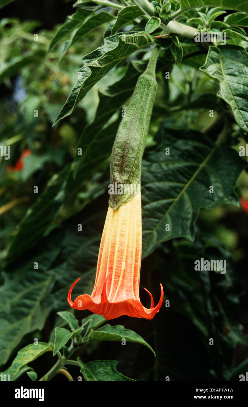 Colourful red trumpet shaped flower, Botanical Garden, Jardim Botanico ...