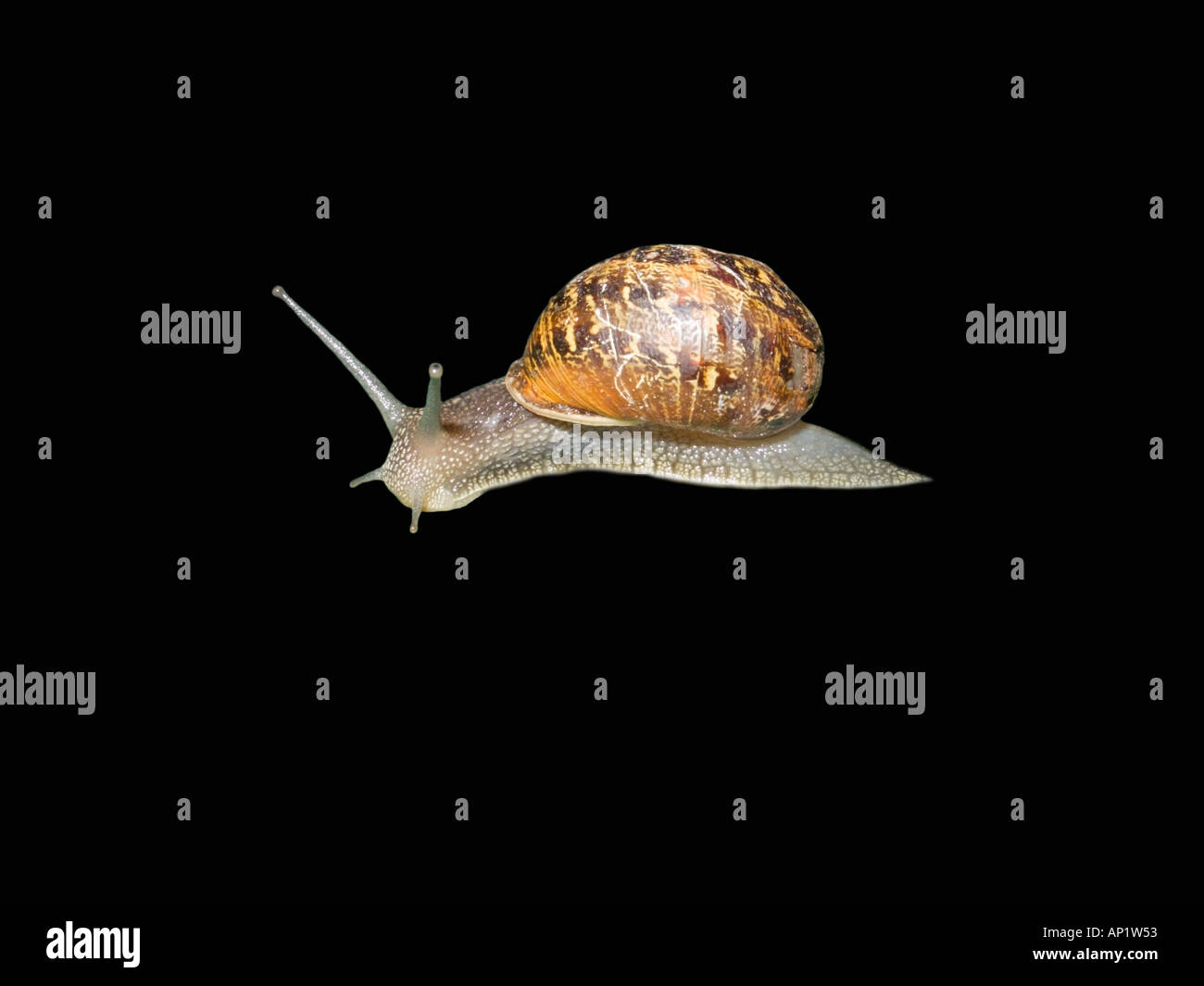 At a snail s pace hi-res stock photography and images - Alamy