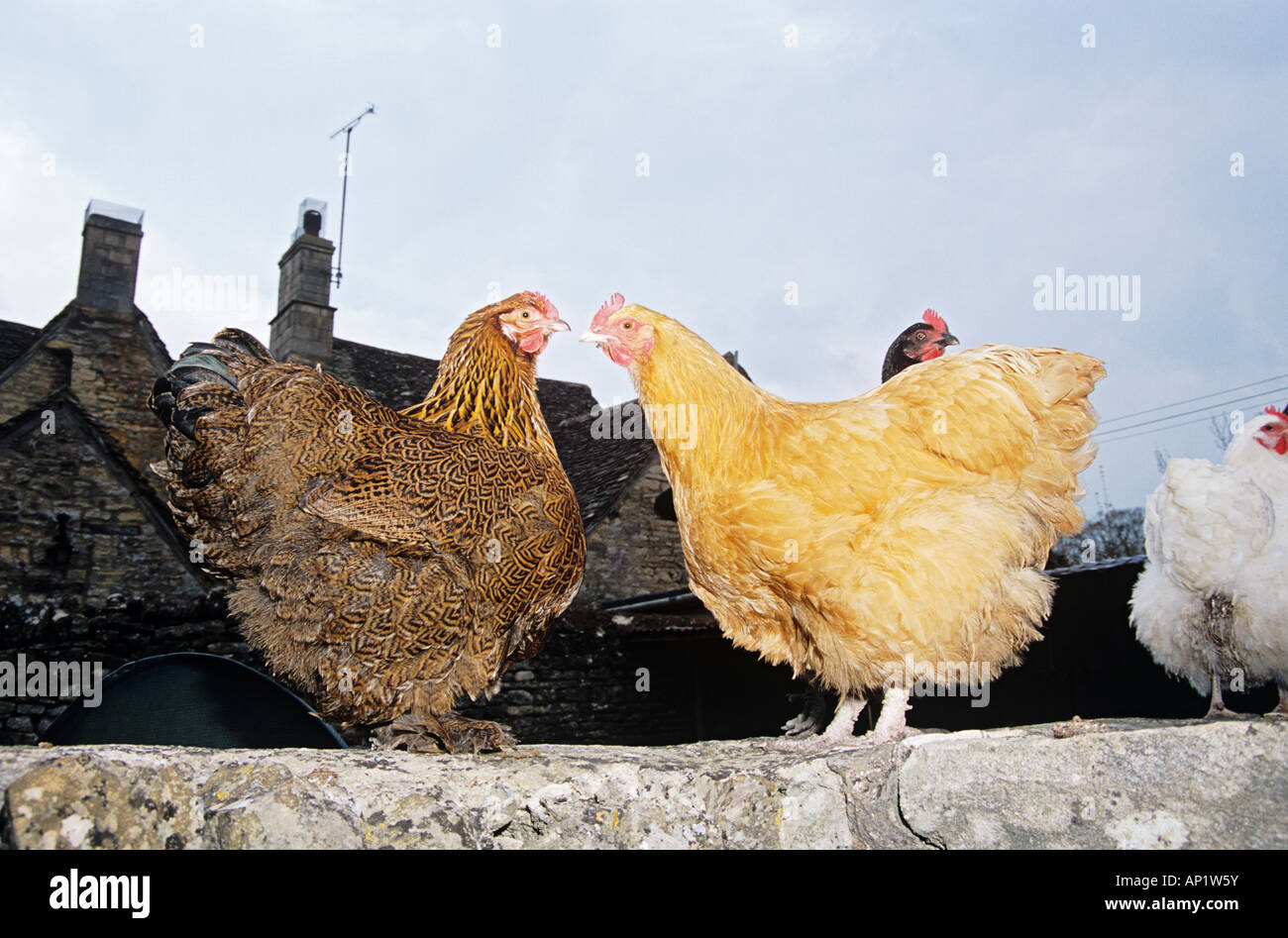Two hens hi-res stock photography and images - Alamy