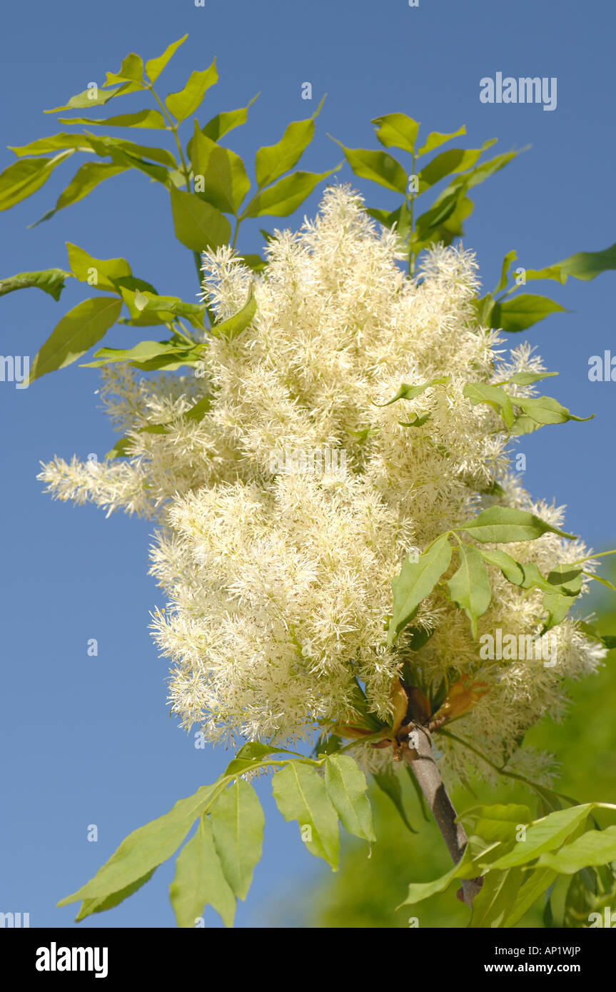 Manna flowering ash tree hi-res stock photography and images - Alamy
