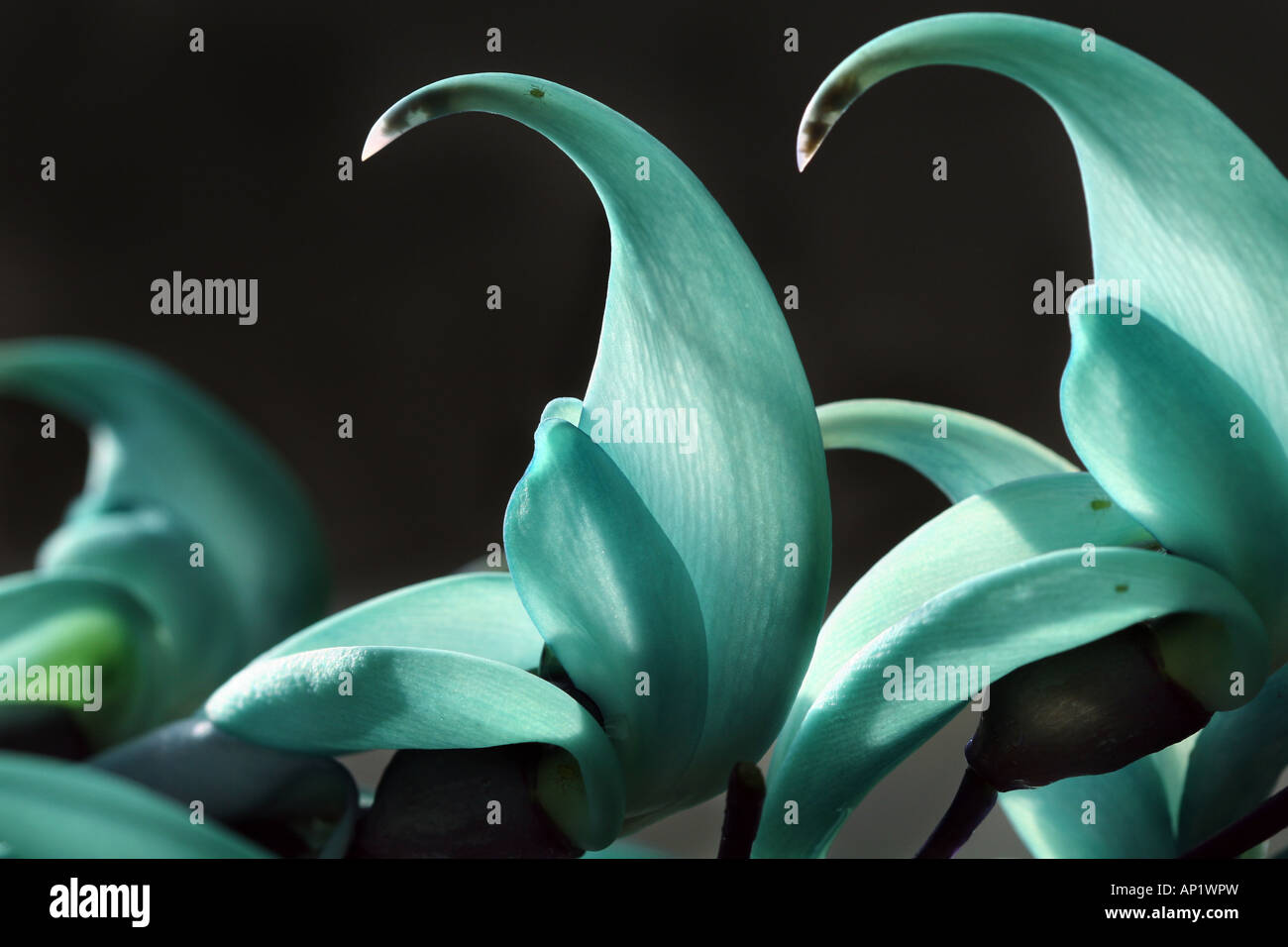 Jade vine plant hi-res stock photography and images - Alamy