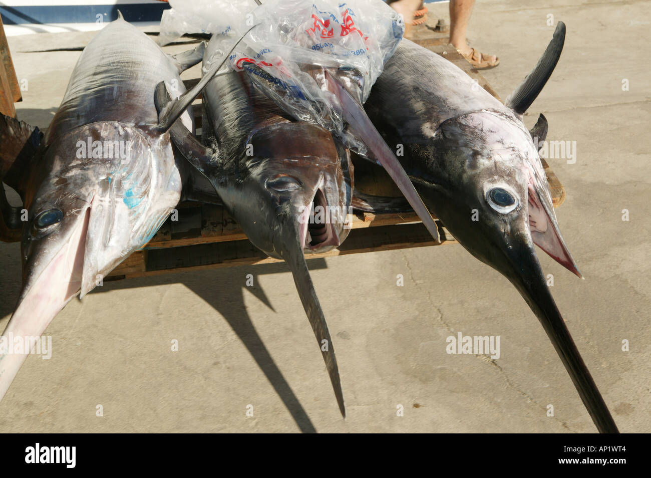 Spade fish hi-res stock photography and images - Alamy