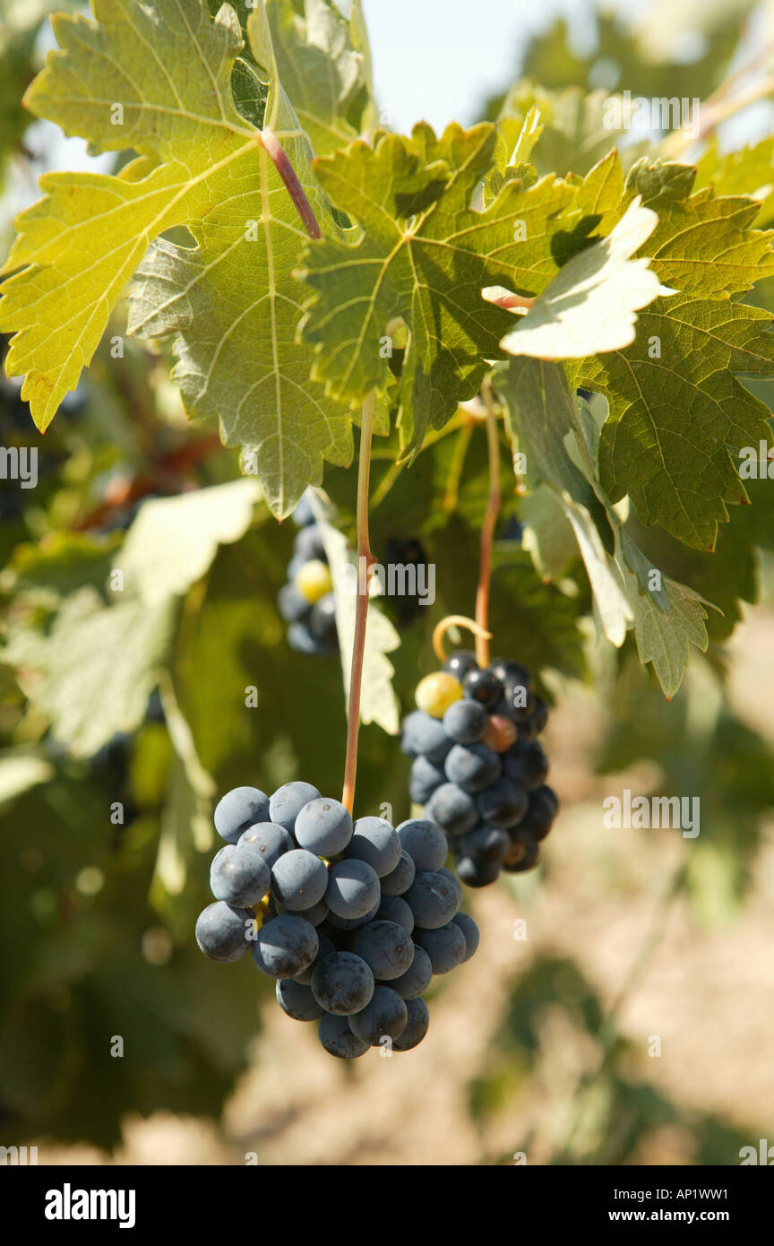 wine, grapa, fruit, wine, vineyard, harvesting, alcohol, green, grape ...