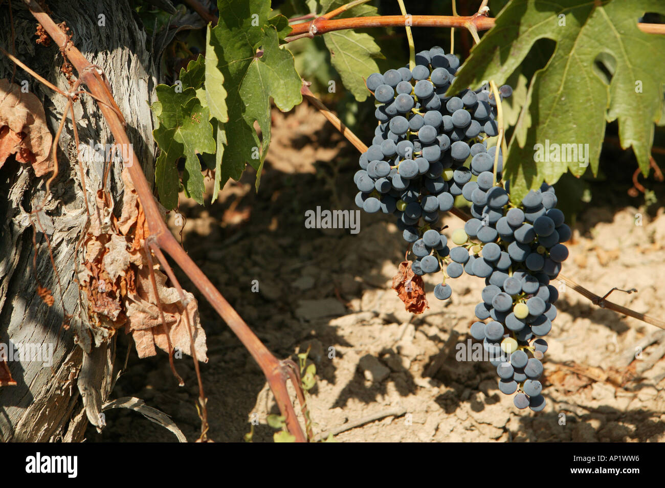 wine, grapa, fruit, wine, vineyard, harvesting, alcohol, green, grape ...